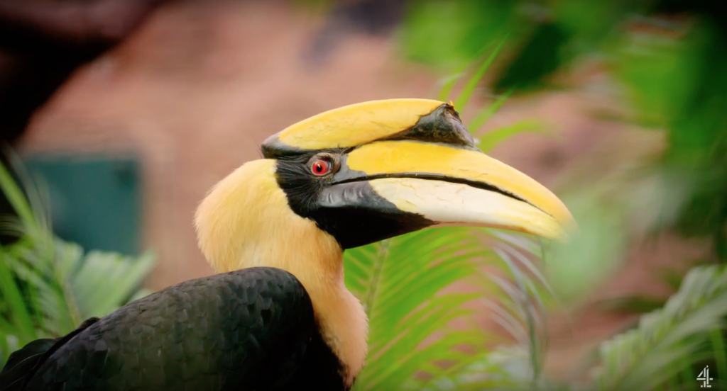 Secret Life of the Zoo Chester Zoo | Award-Winning Documentary